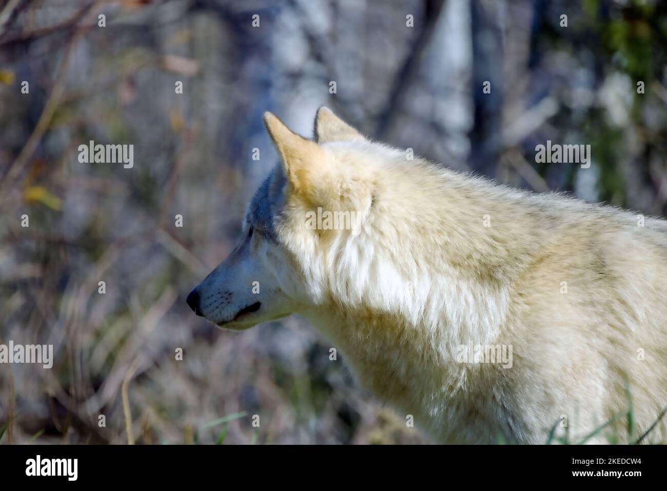 Grey wolf (Canis lupus) also known in north america as Timber wolf ...