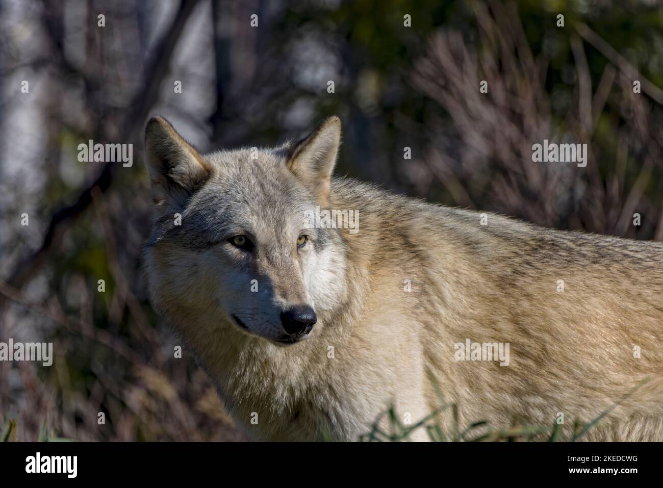 Grey wolf (Canis lupus) also known in north america as Timber wolf ...