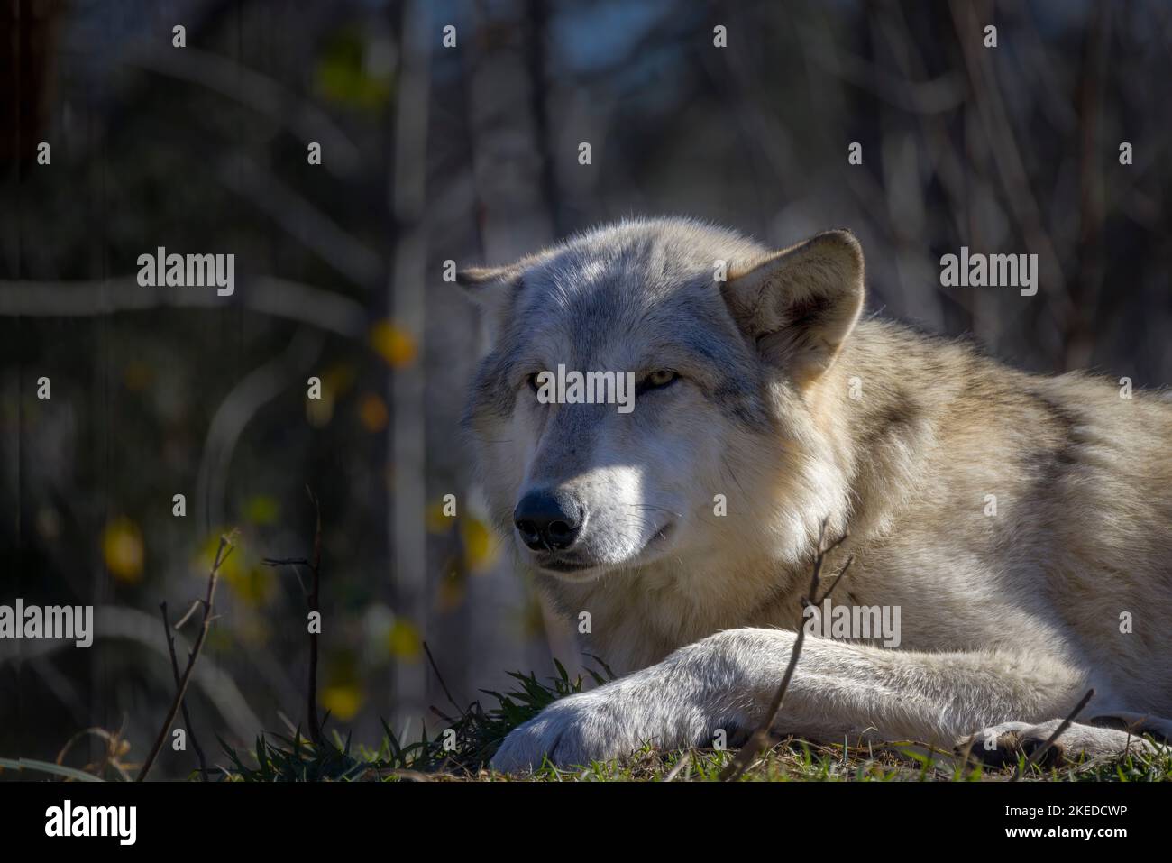 Grey wolf (Canis lupus) also known in north america as Timber wolf ...