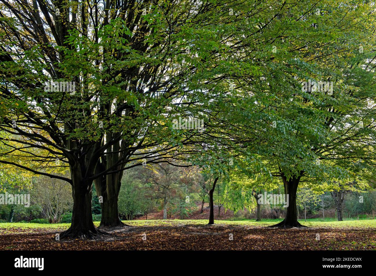 Trees in Autumn sunlight, Waterlow Park, Highgate, London, England ...