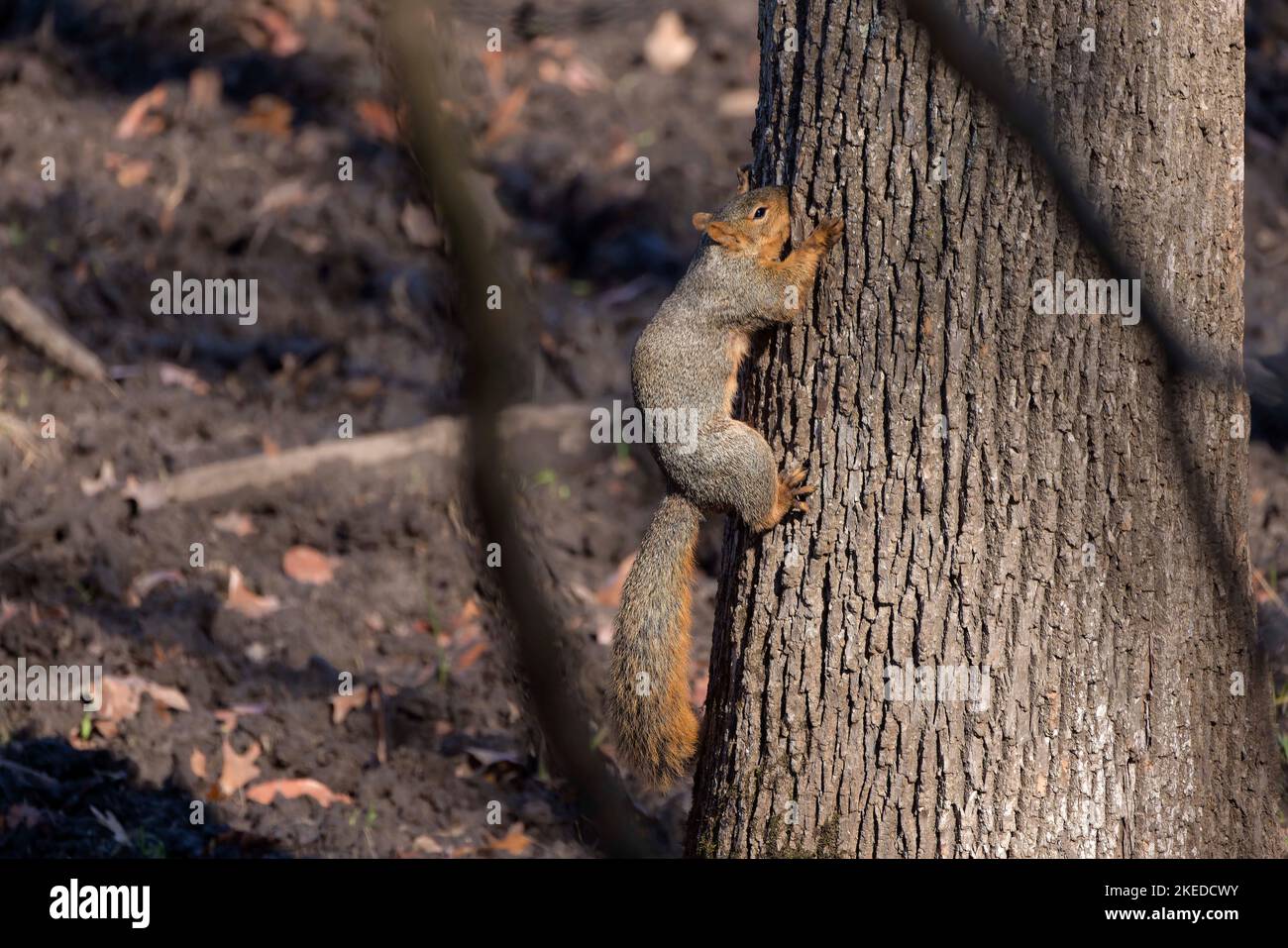 The fox squirrel (Sciurus niger), also known Bryant's fox squirrel, is ...