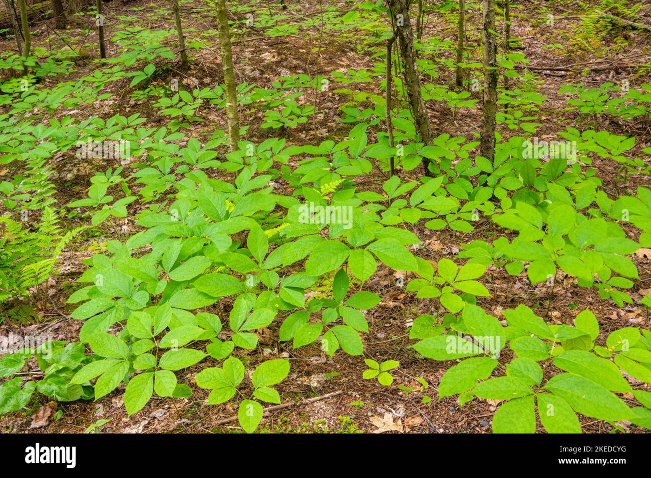 Wild Sarsaparilla (Aralia nudicaulis) leaves in the forest understory ...