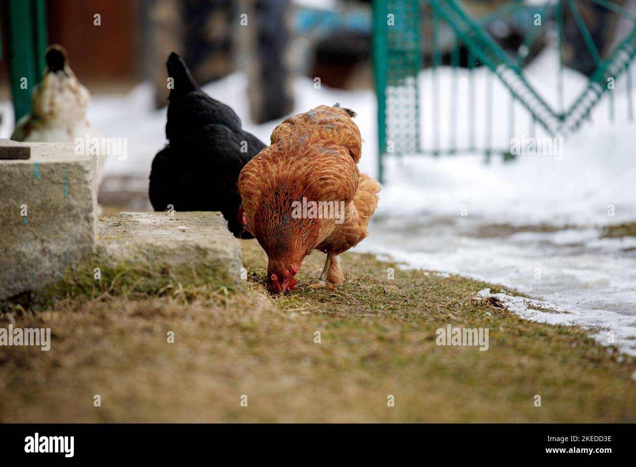 Chicken farm. Rural chicken farm stable with lots of chickens walking ...