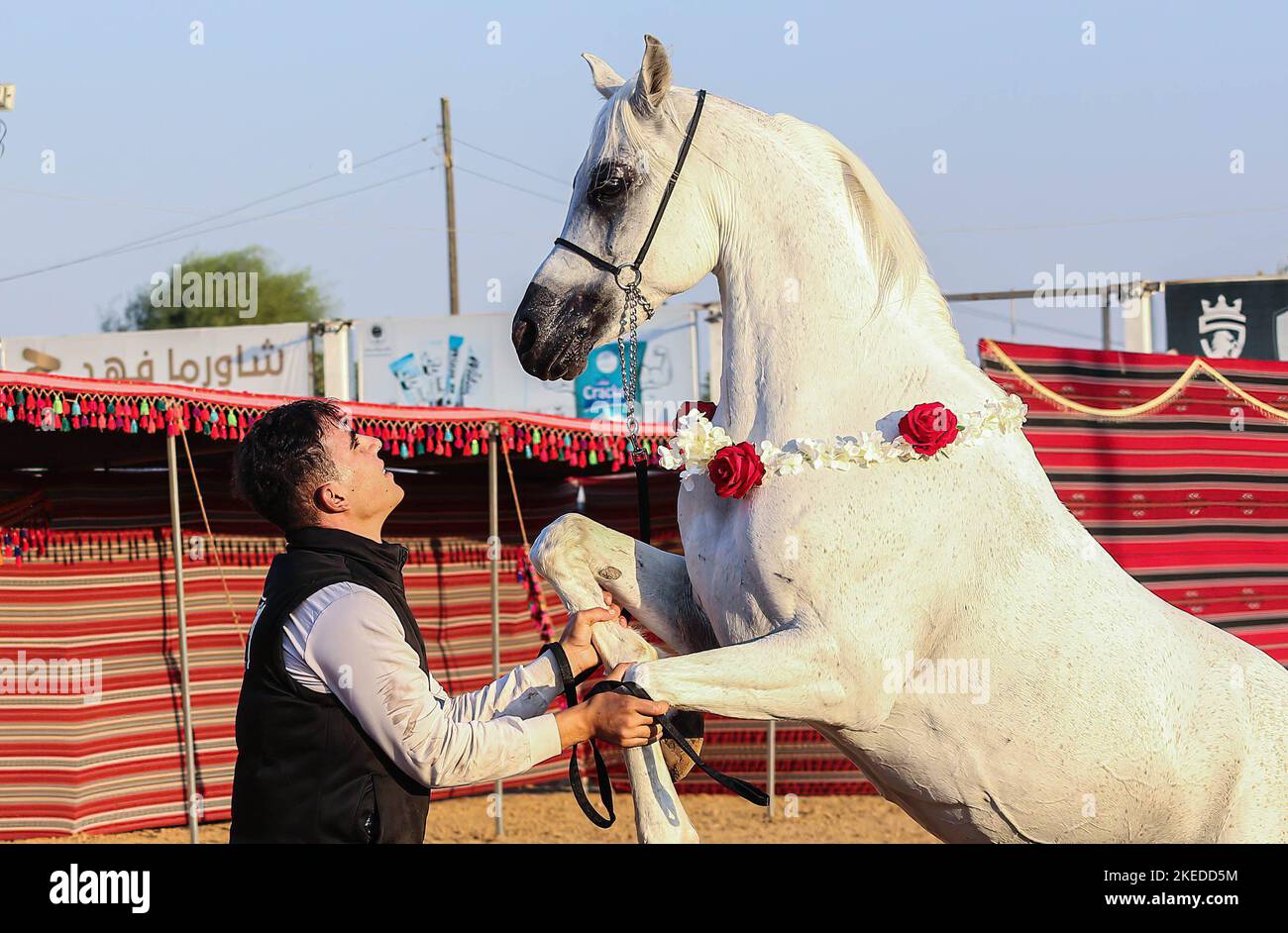 A Palestinian participant displays the skills of his horse during the ...
