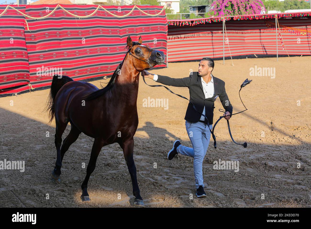 A Palestinian participant displays the skills of his horse during the ...