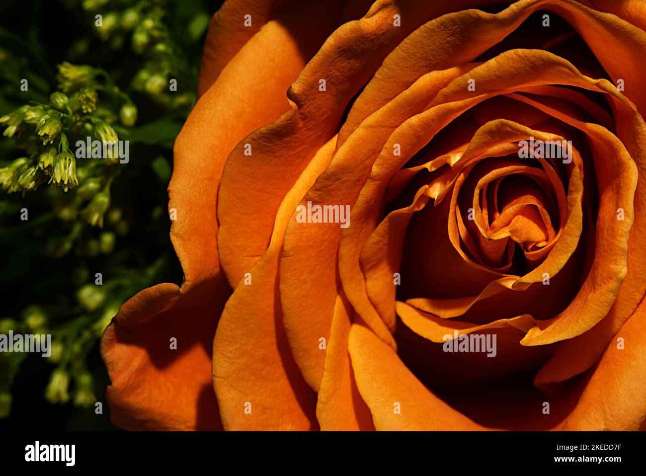 Orange rose flowers hi-res stock photography and images - Alamy