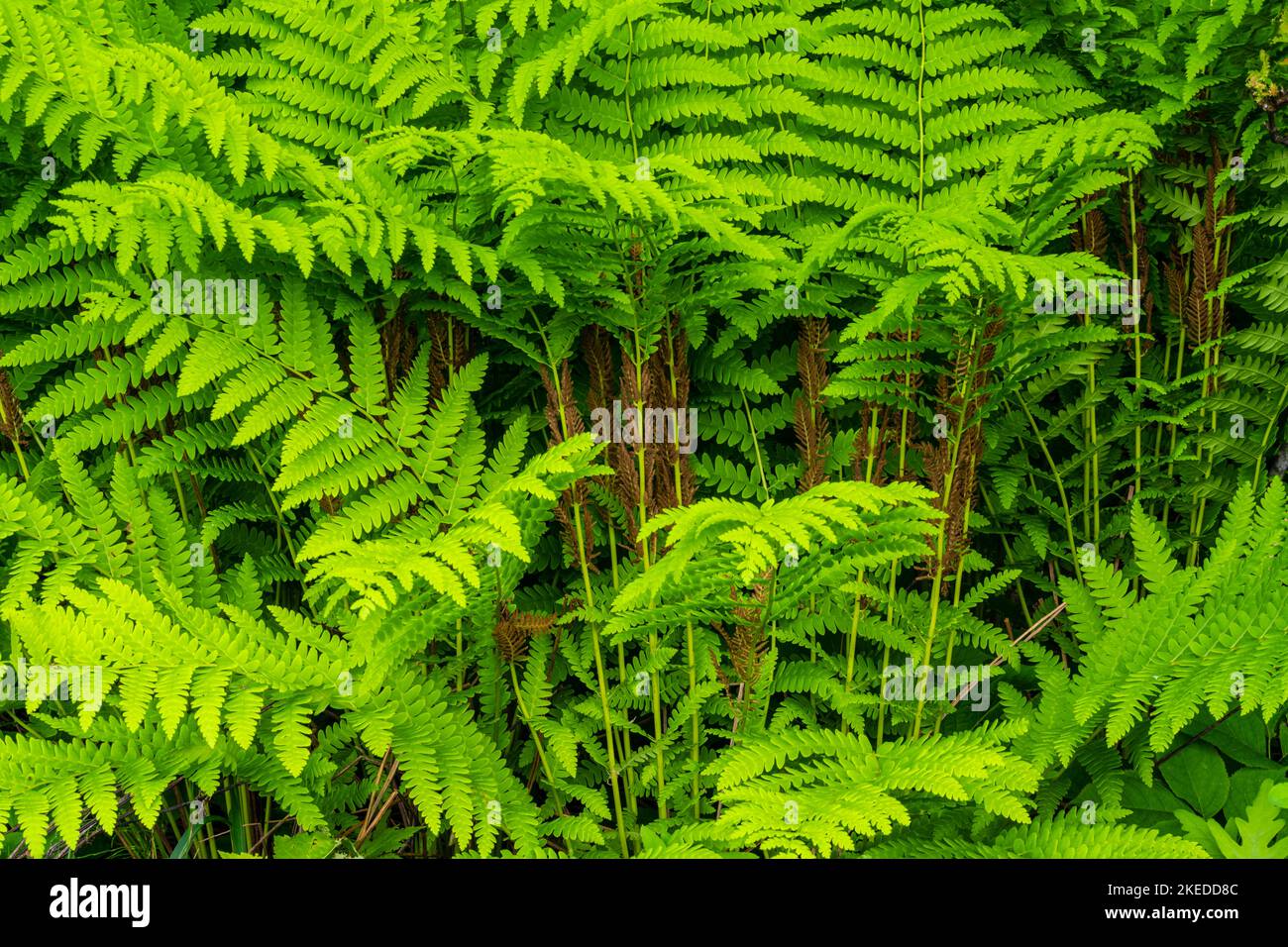 interrupted ferns (Osmunda claytoniana) in the understory of a woodland ...