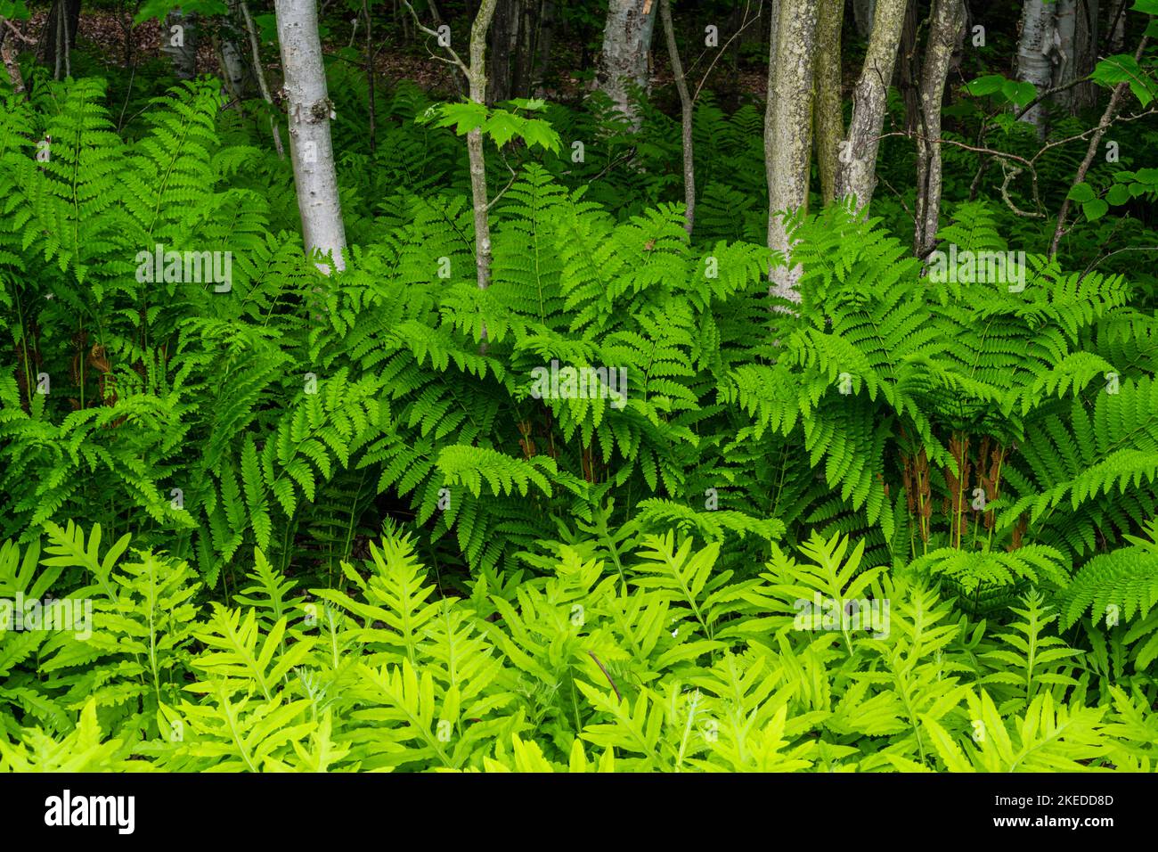 interrupted ferns (Osmunda claytoniana) in the understory of a woodland ...