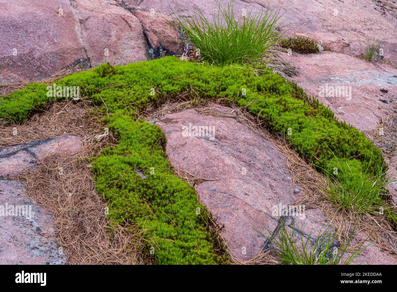 Rock outcrops and moss colonies, Killarney Provincial Park, Killarney ...