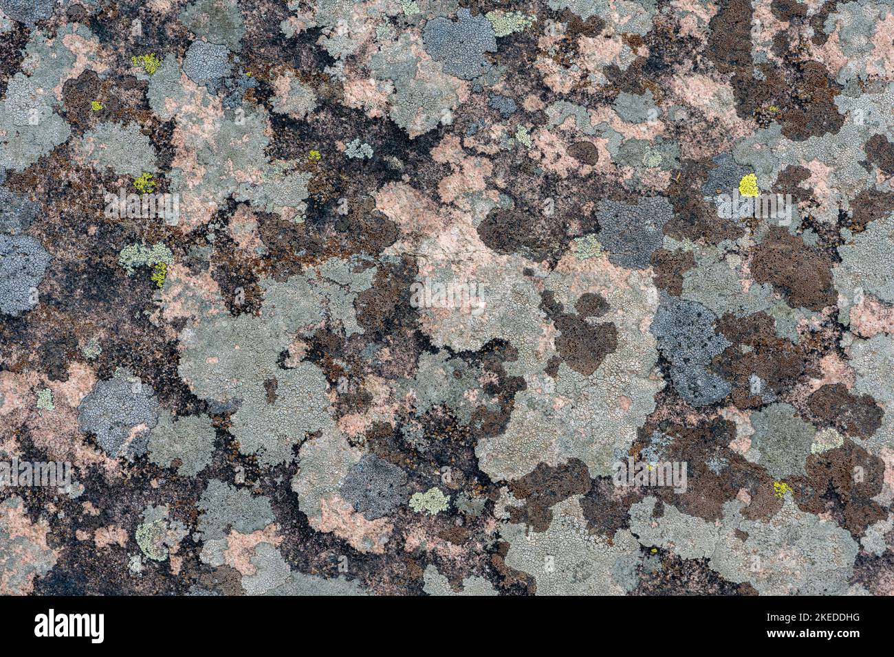 Rock lichens, Killarney Provincial Park, Killarney, Ontario, Canada ...