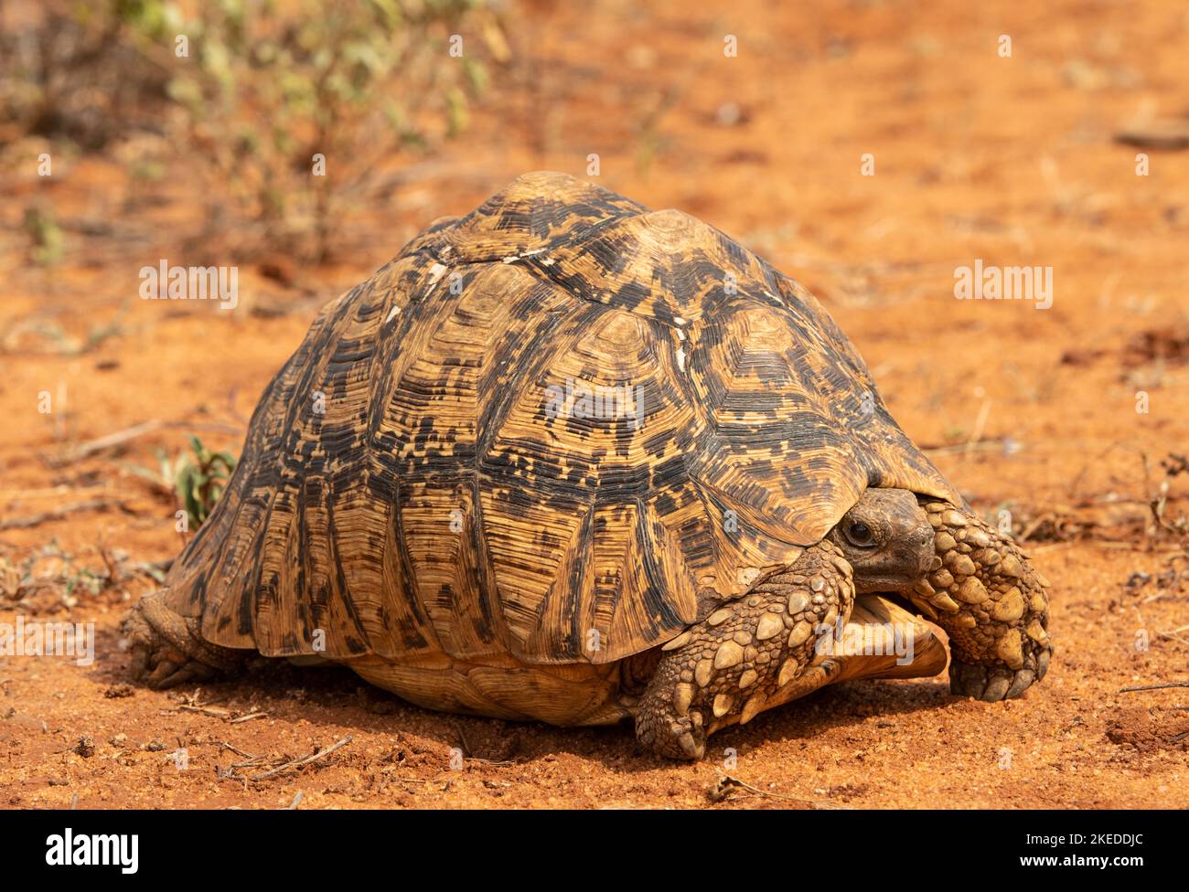 African leopard tortoise hi-res stock photography and images - Alamy