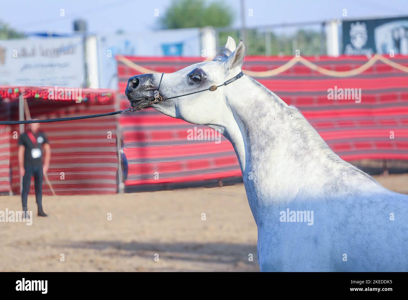 A Palestinian participant displays the skills of his horse during the ...