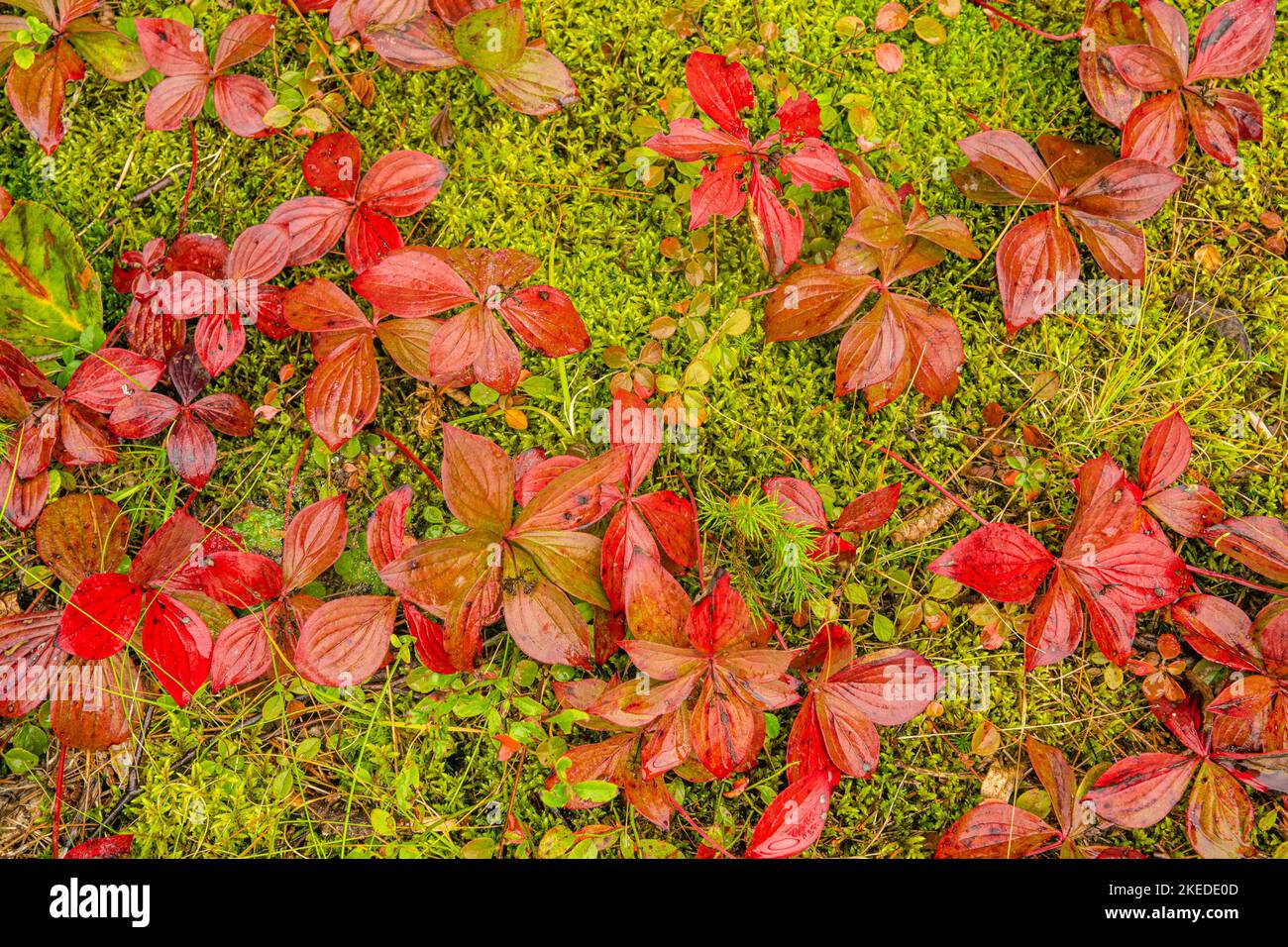Bunchberry (Cornus canadensis) in autumn, Algonquin Provincial Park ...