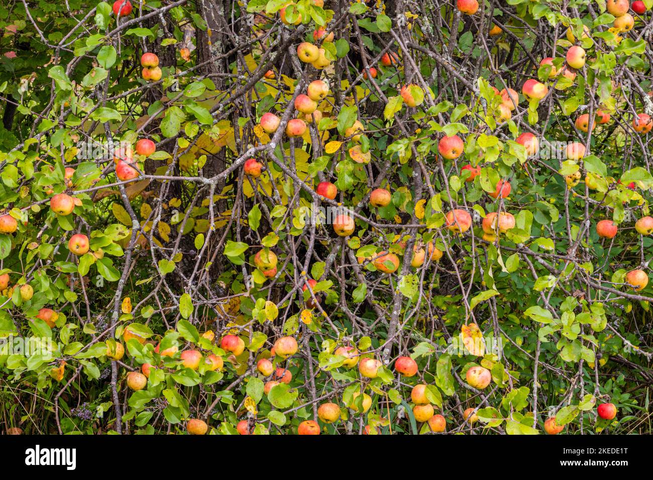 Lots ripe apples close hi-res stock photography and images - Alamy