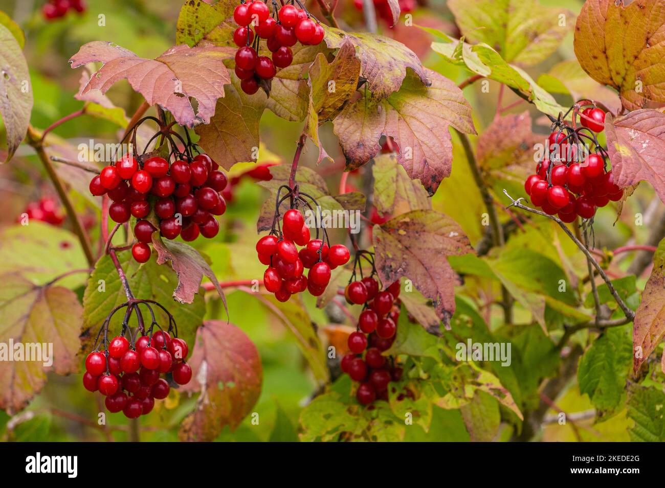 Highbush cranberry (Viburnum trilobum ), Westford, Vermont, USA Stock ...