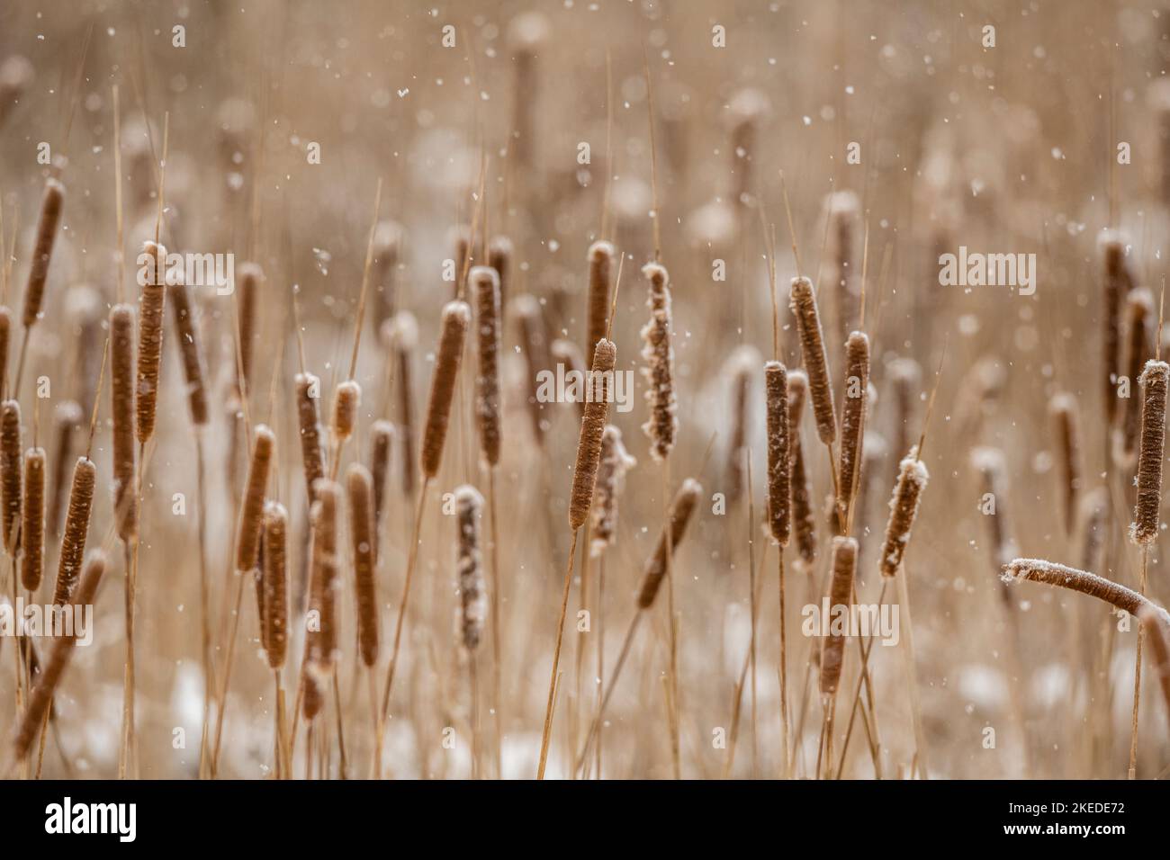 Cattails in early winter, Greater Sudbury, Ontario, Canada Stock Photo ...