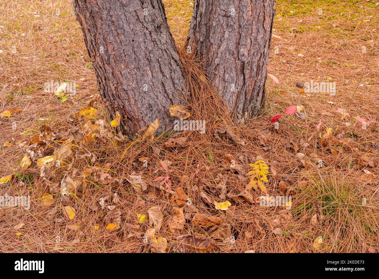 Red pine tree trunks and fallen pine straw, Greater Sudbury, Ontario ...