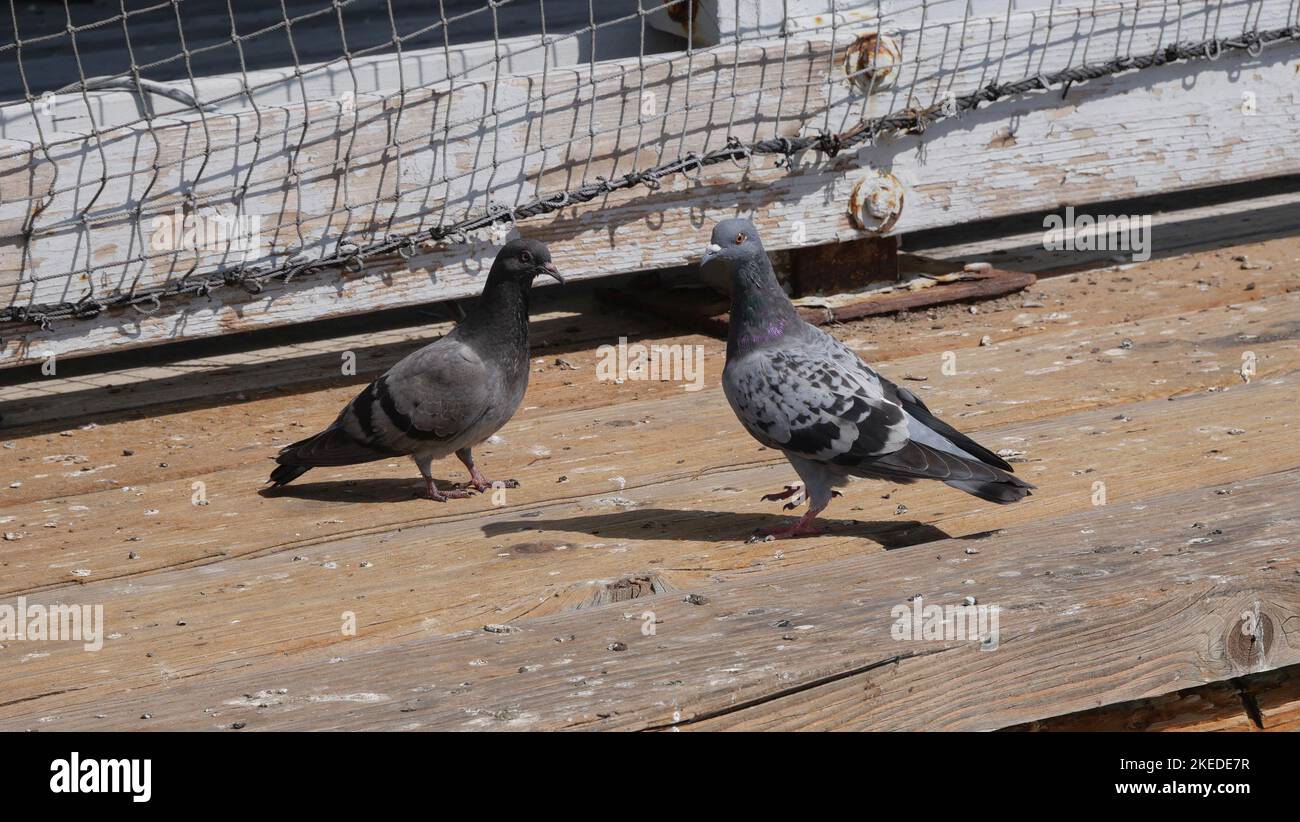 Pigeons on the San Clemente Pier in Orange County, California Stock ...