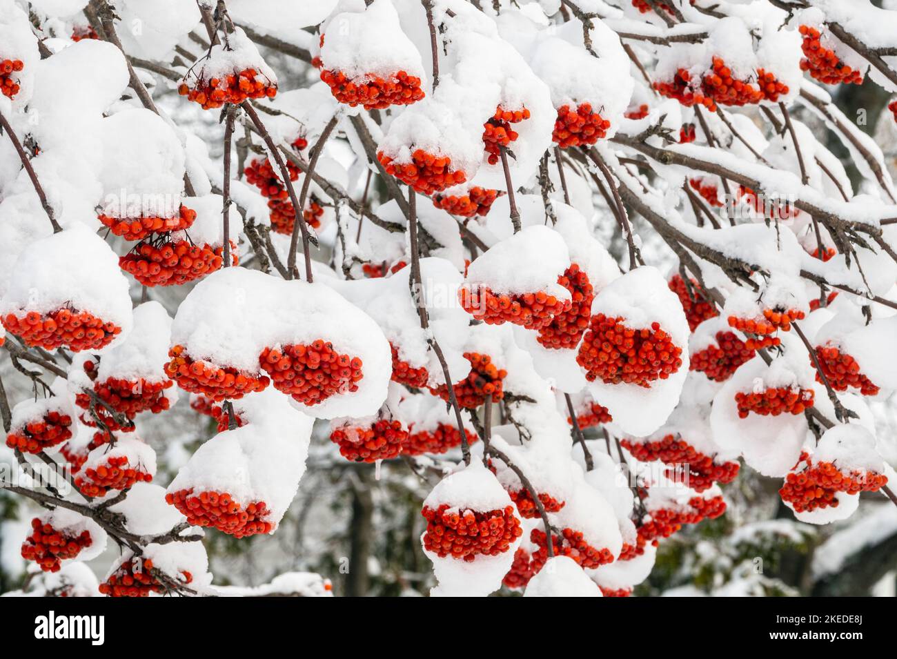 Mountain ash trees hi-res stock photography and images - Alamy