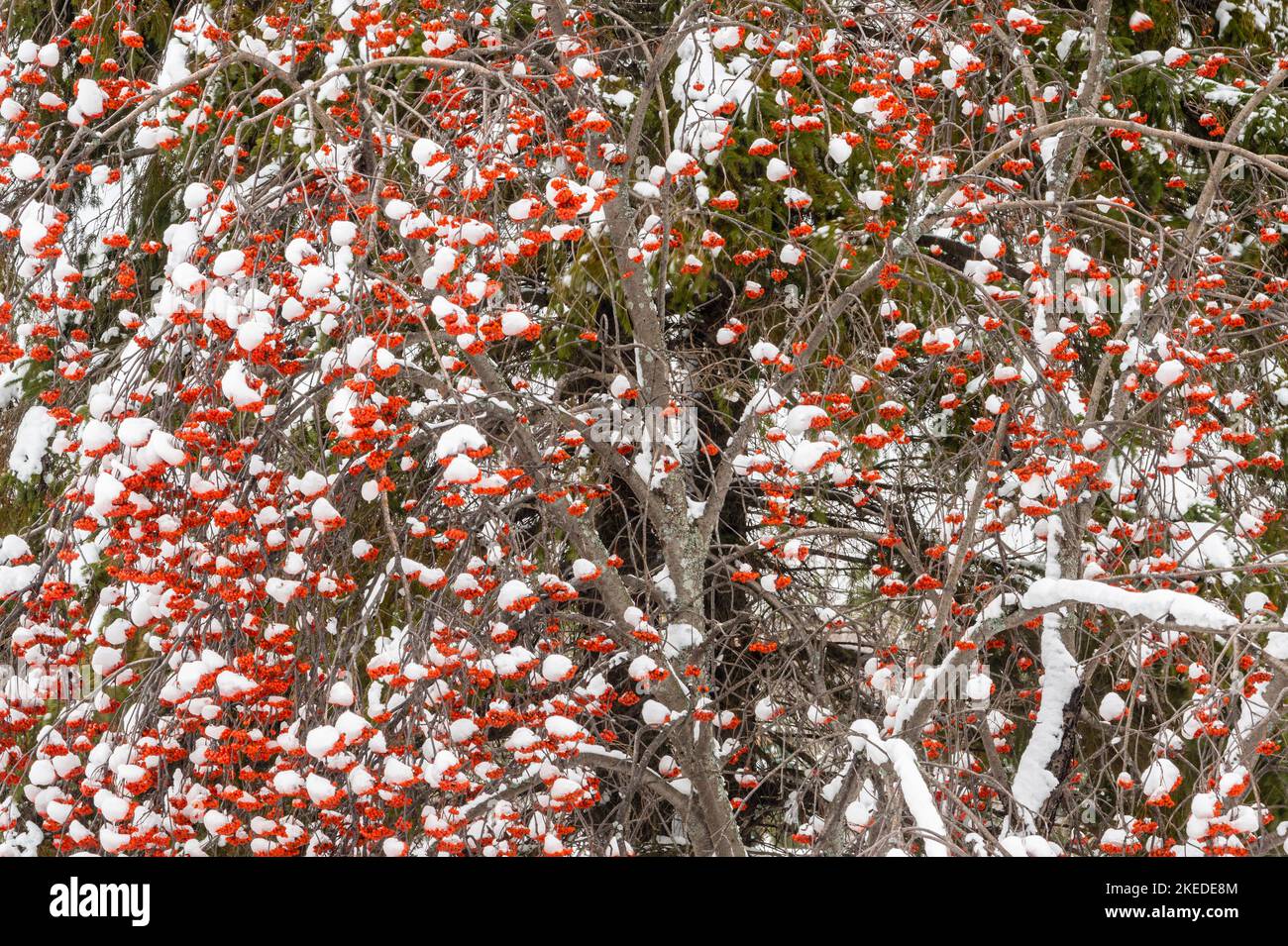 American mountain ash hi-res stock photography and images - Alamy