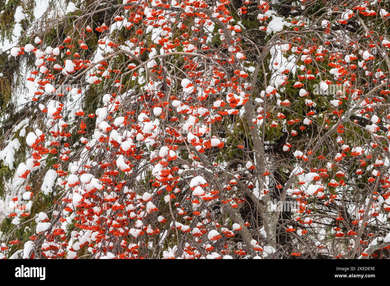 Mountain ash tree with berries and snow, Greater Sudbury, Ontario ...