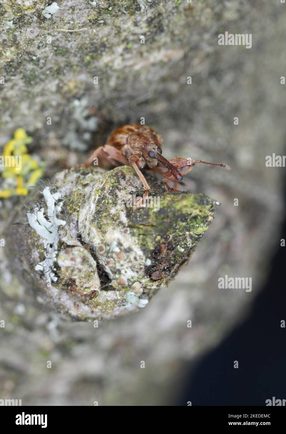 Stone fruit weevil hi-res stock photography and images - Alamy