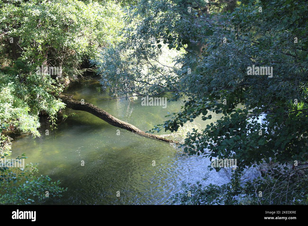 An aerial view of a tree fallen in a river Stock Photo - Alamy