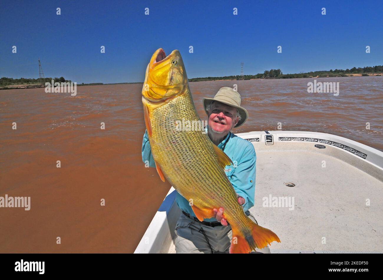 An angler lifts a monster golden dorado caught in the Uruguay River at ...