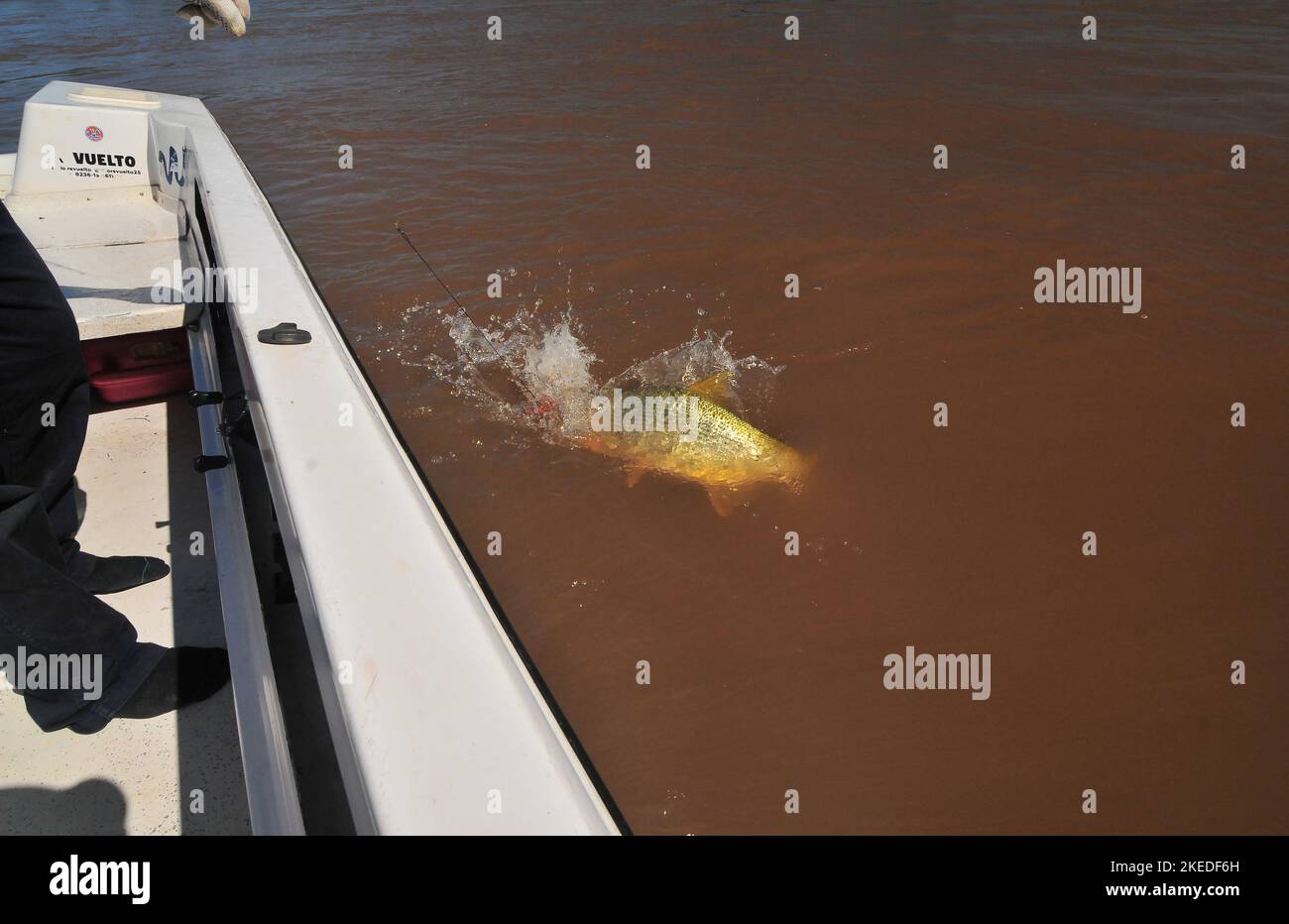 Battling a giant 40 to 55 pound dorado to the boat is a fight most ...