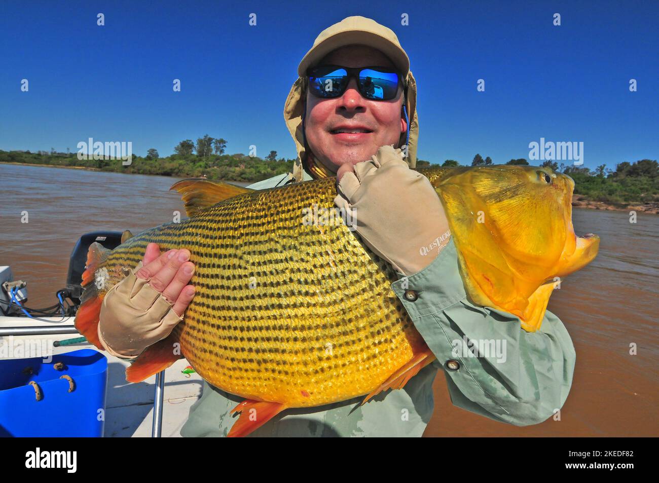Golden dorado fish river hi-res stock photography and images - Alamy