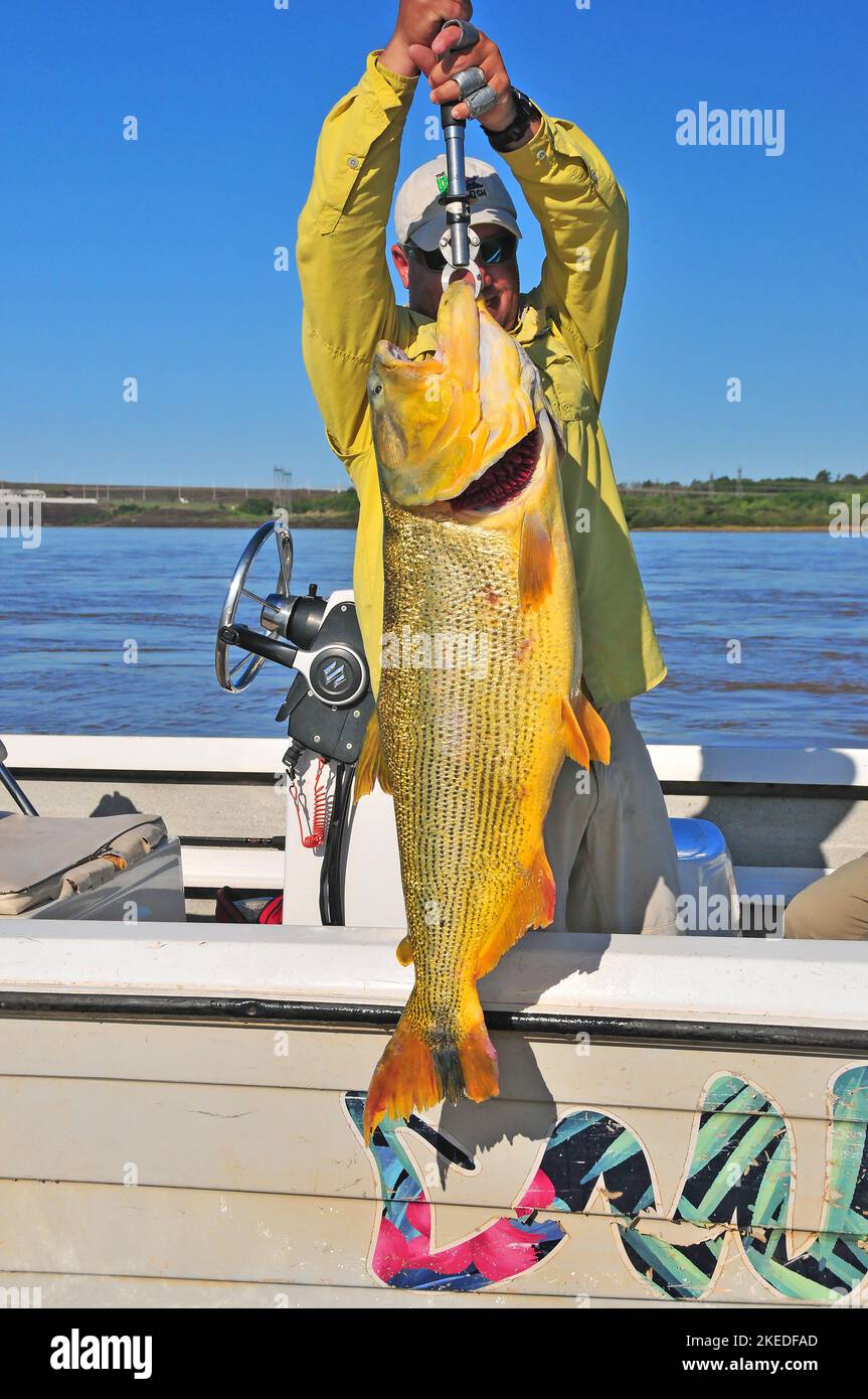 Golden dorado fish river hi-res stock photography and images - Alamy