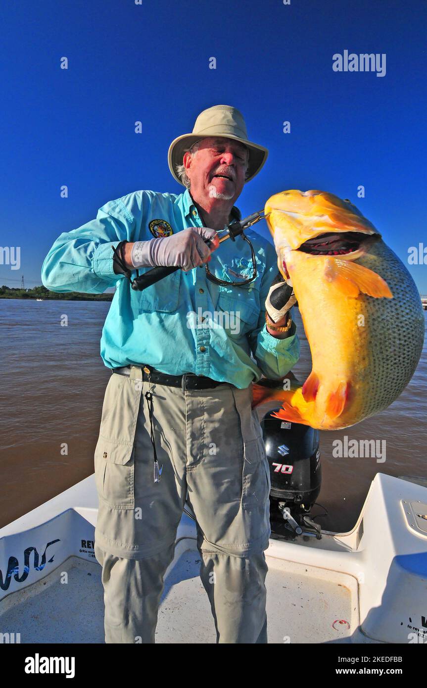 Golden dorado fish river hi-res stock photography and images - Alamy
