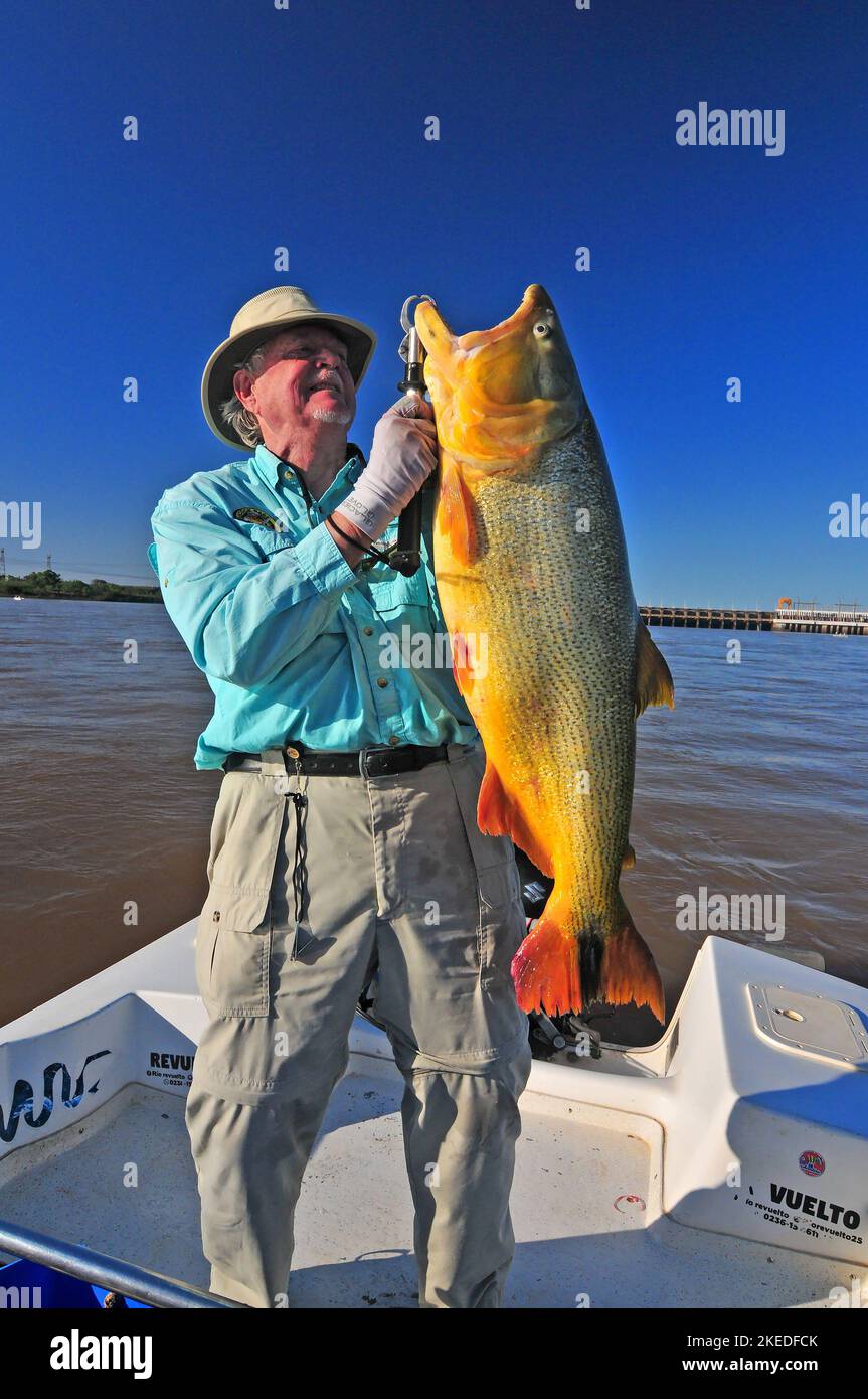 An angler lifts a monster golden dorado caught in the Uruguay River at ...