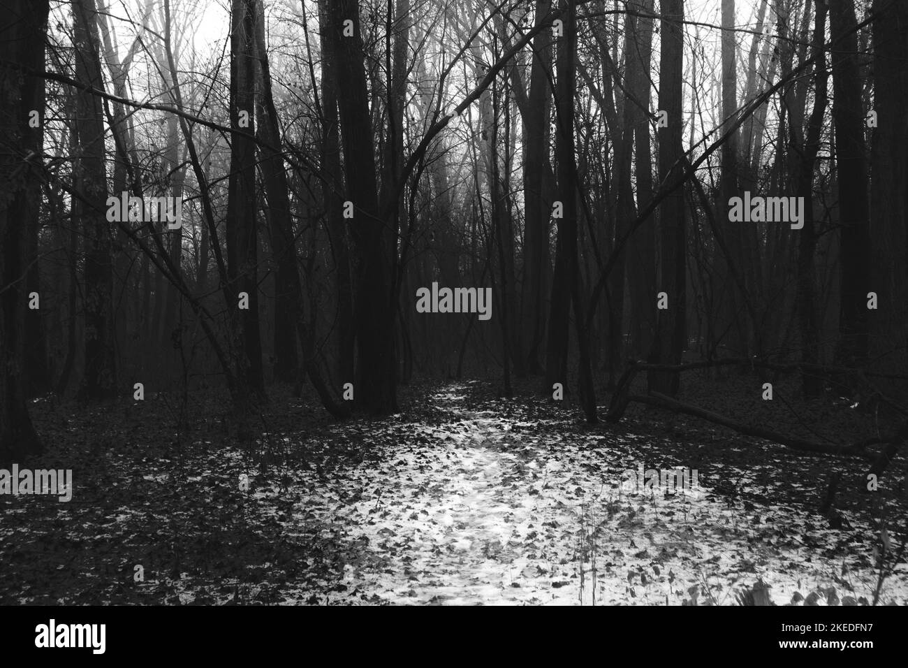 Black metal forest, first snow in a dark spooky forest, dark horror ...