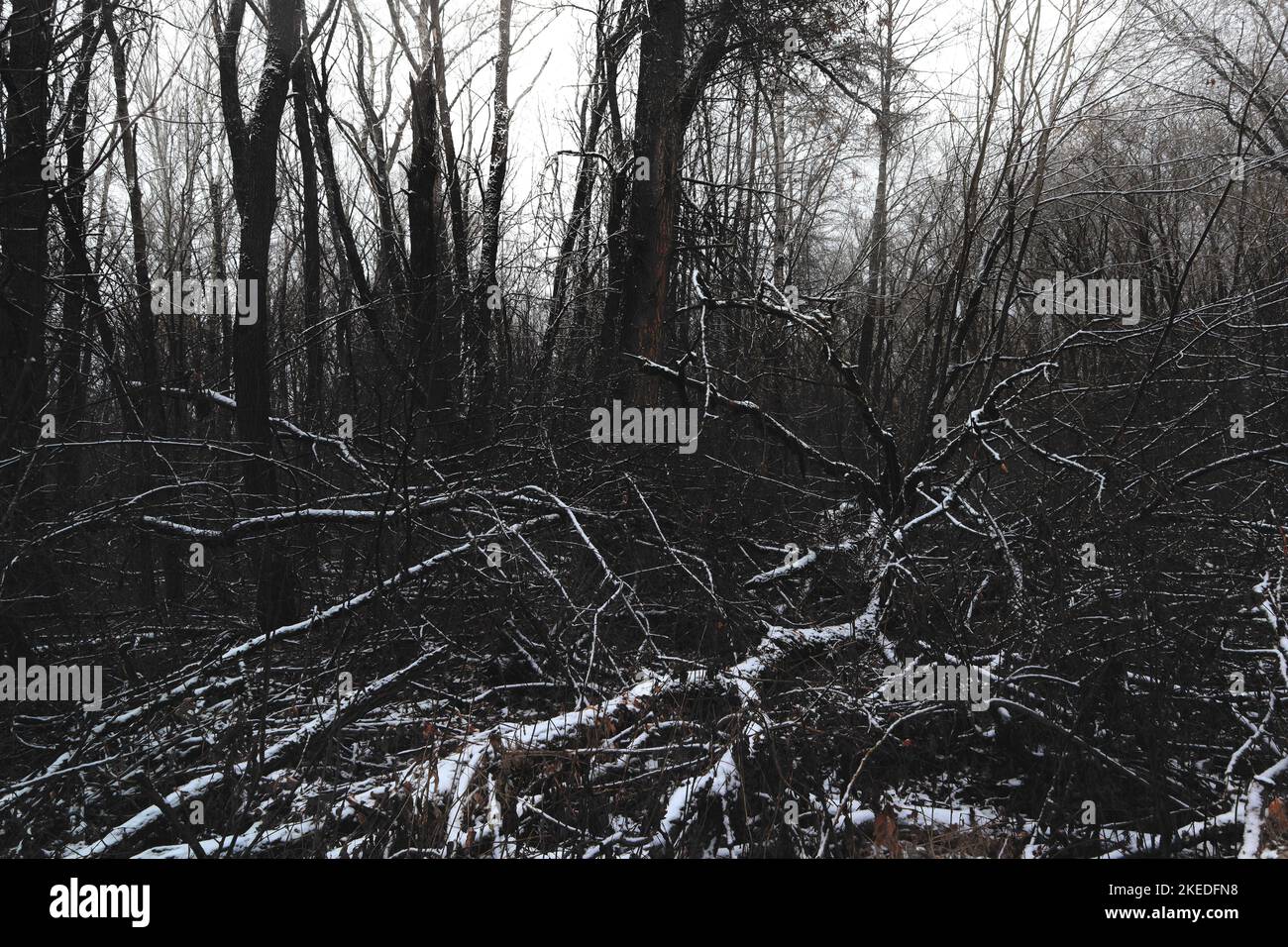 Black metal forest, first snow in a dark spooky forest, dark horror ...