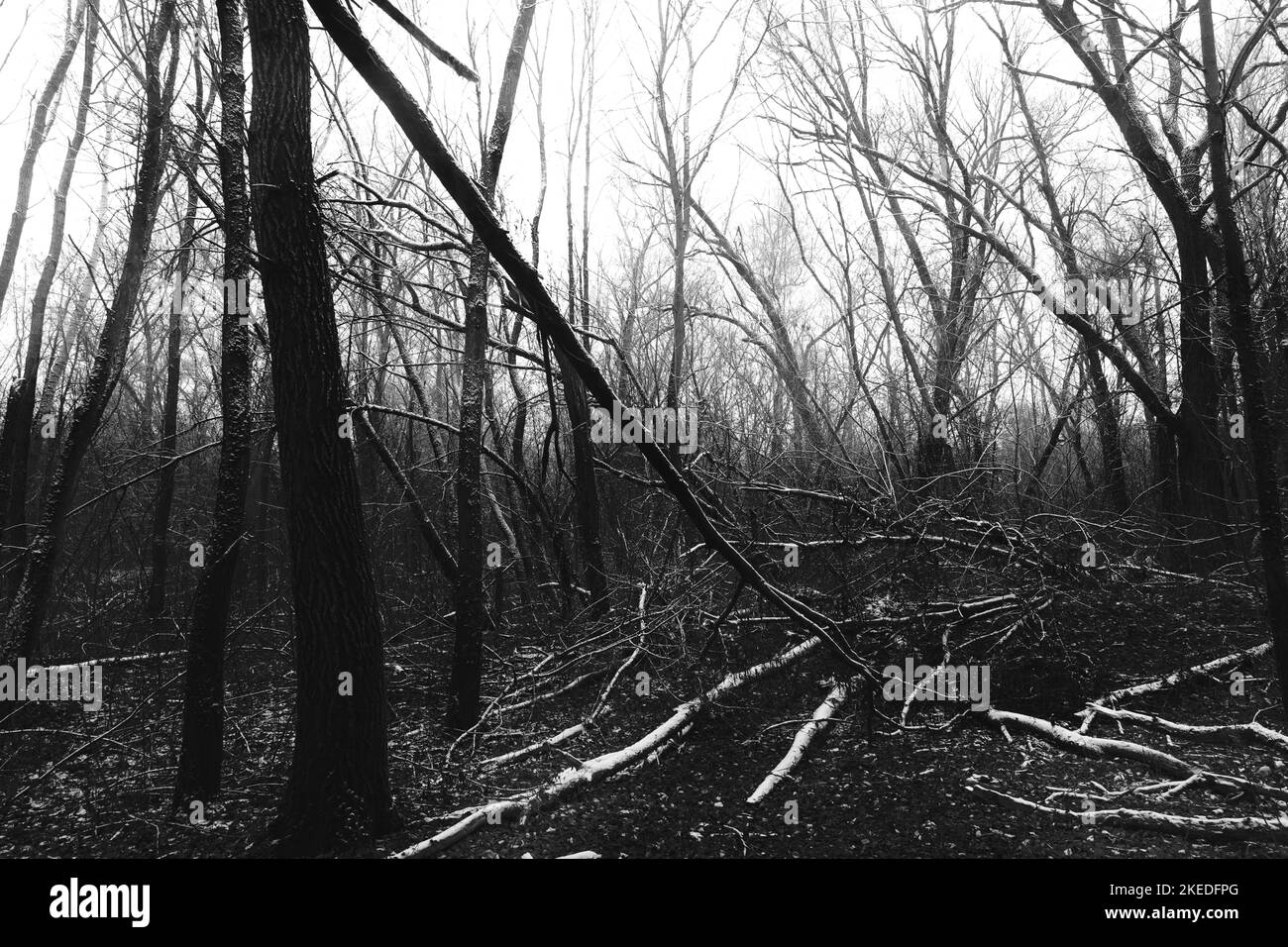 Black metal forest, first snow in a dark spooky forest, dark horror ...