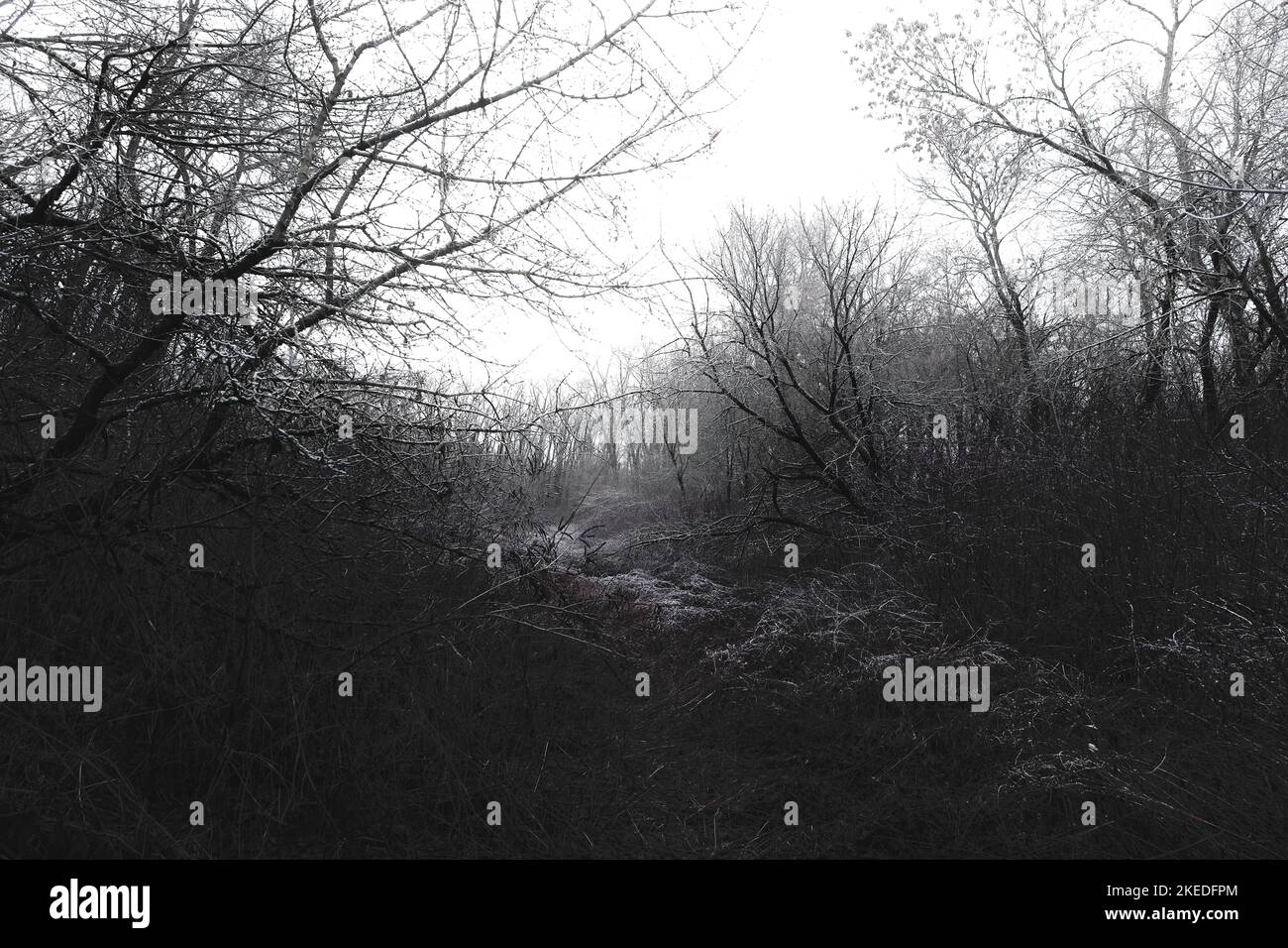 Black metal forest, first snow in a dark spooky forest, dark horror ...