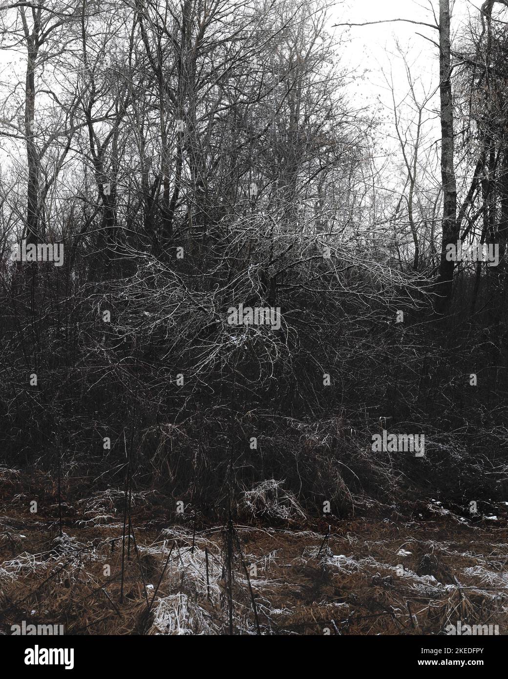 Black metal forest, first snow in a dark spooky forest, dark horror ...