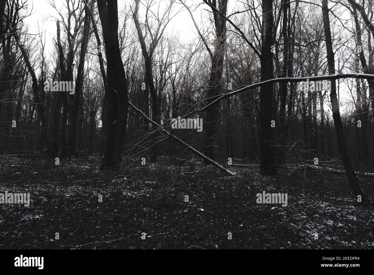 Black metal forest, first snow in a dark spooky forest, dark horror ...