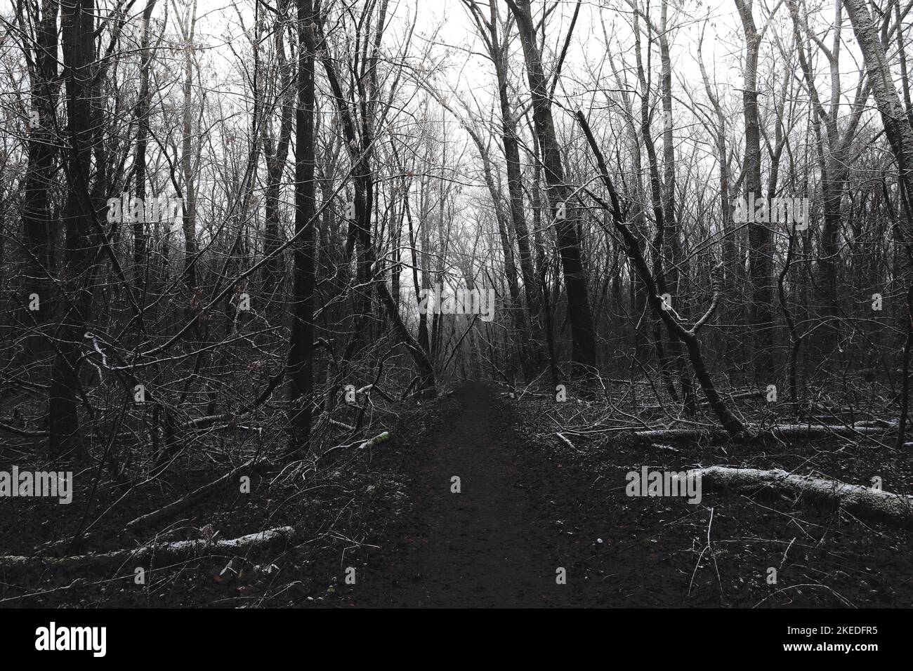 Black metal forest, first snow in a dark spooky forest, dark horror ...