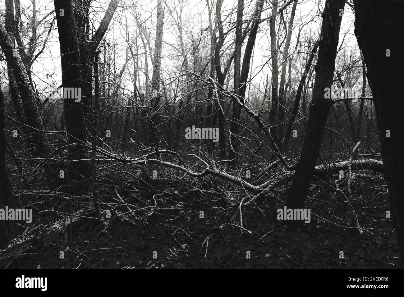 Black metal forest, first snow in a dark spooky forest, dark horror ...