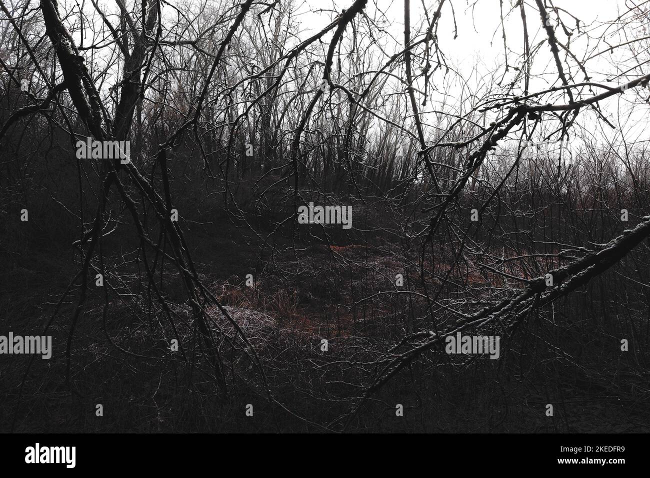 Black metal forest, first snow in a dark spooky forest, dark horror ...