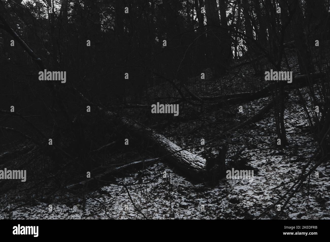 Black metal forest, first snow in a dark spooky forest, dark horror ...