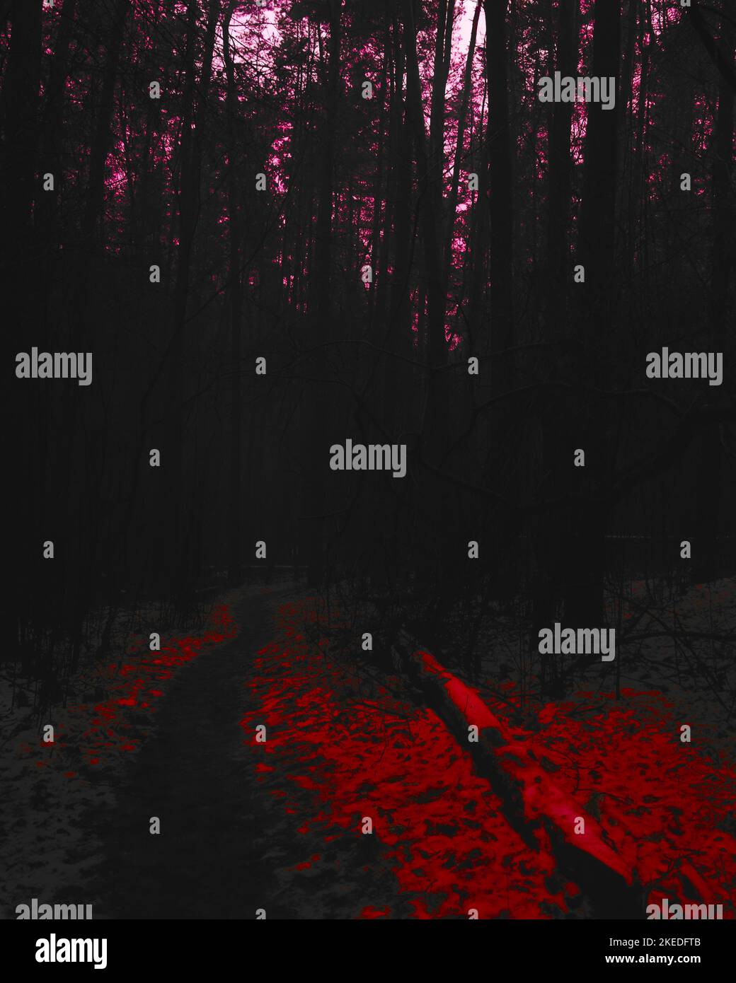 Black metal forest, first snow in a dark spooky forest, dark horror ...