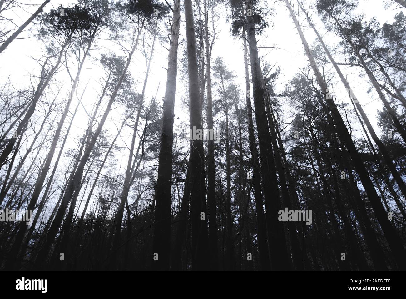 Black metal forest, foggy dark spooky forest, dark horror atmosphere ...