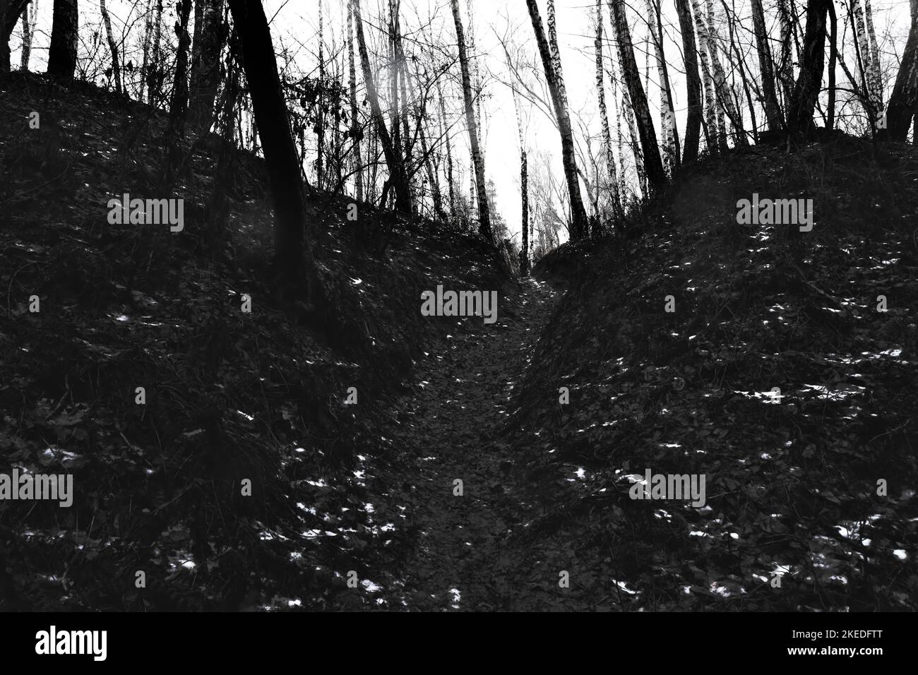 Black metal forest, first snow in a dark spooky forest, dark horror ...
