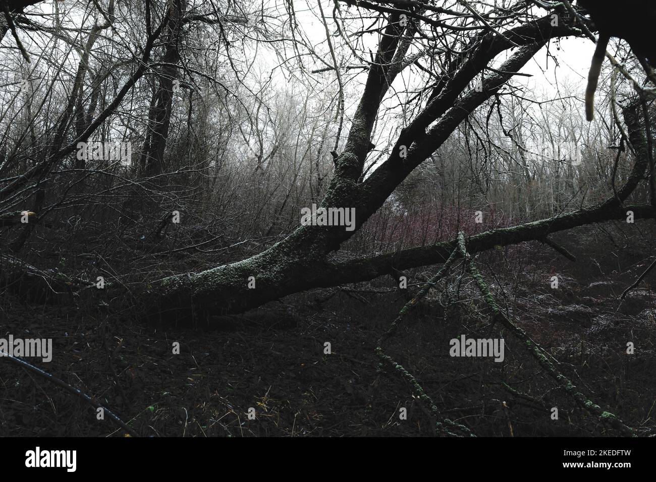 Black metal forest, first snow in a dark spooky forest, dark horror ...