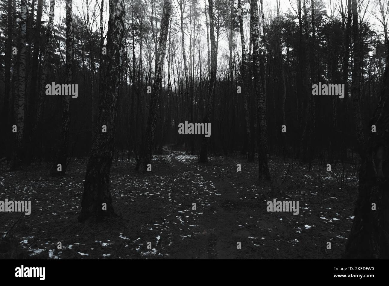 Black metal forest, first snow in a dark spooky forest, dark horror ...