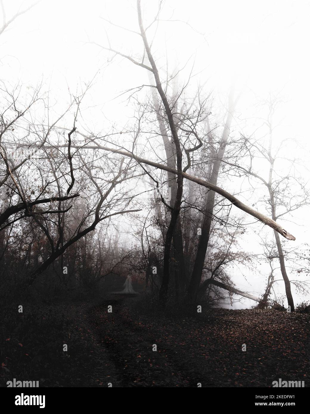 Black metal forest, foggy dark spooky forest, dark horror atmosphere ...