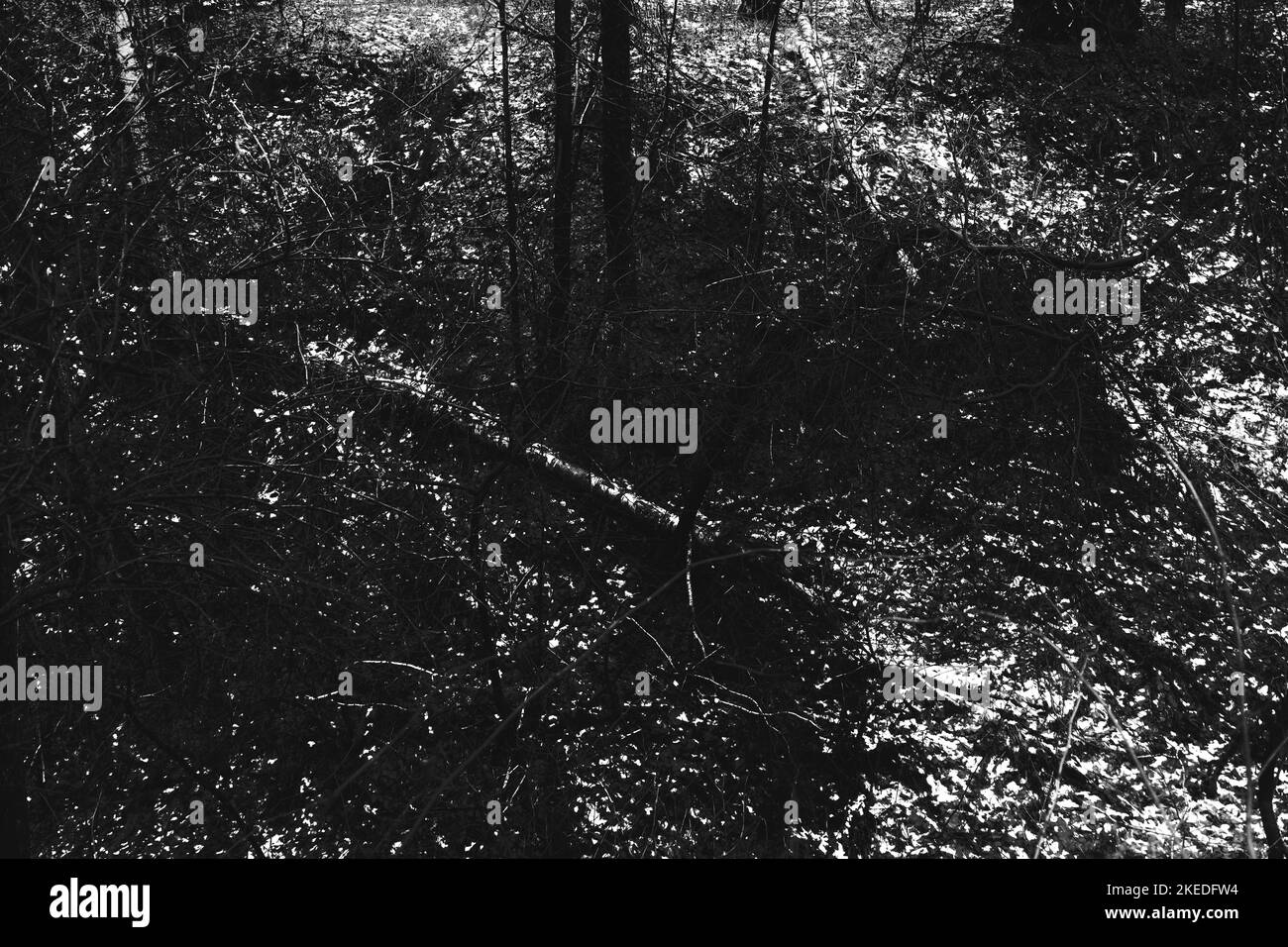 Black metal forest, first snow in a dark spooky forest, dark horror ...